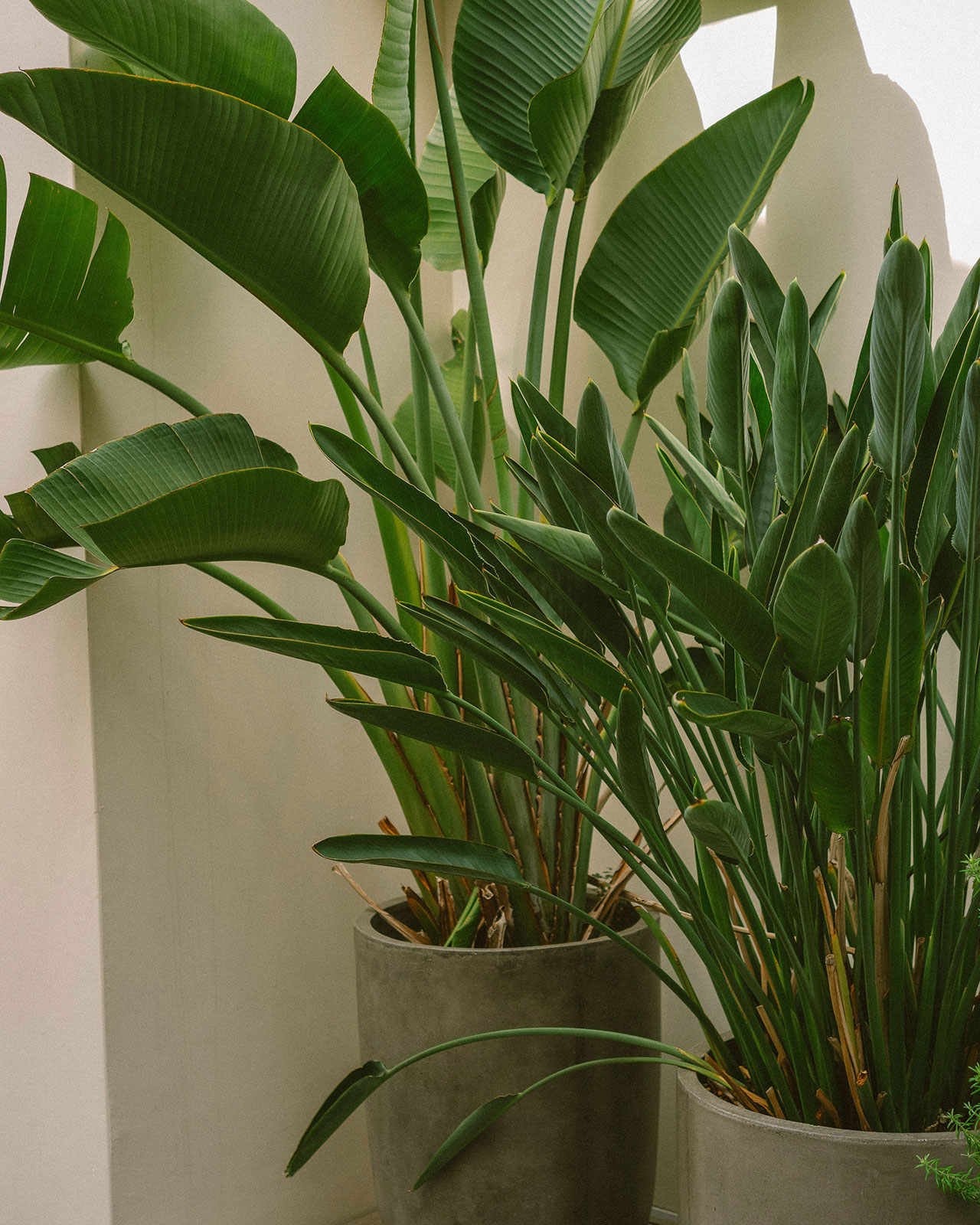 5 Large, Low-Maintenance Indoor Plants That Pack a Design Punch ...