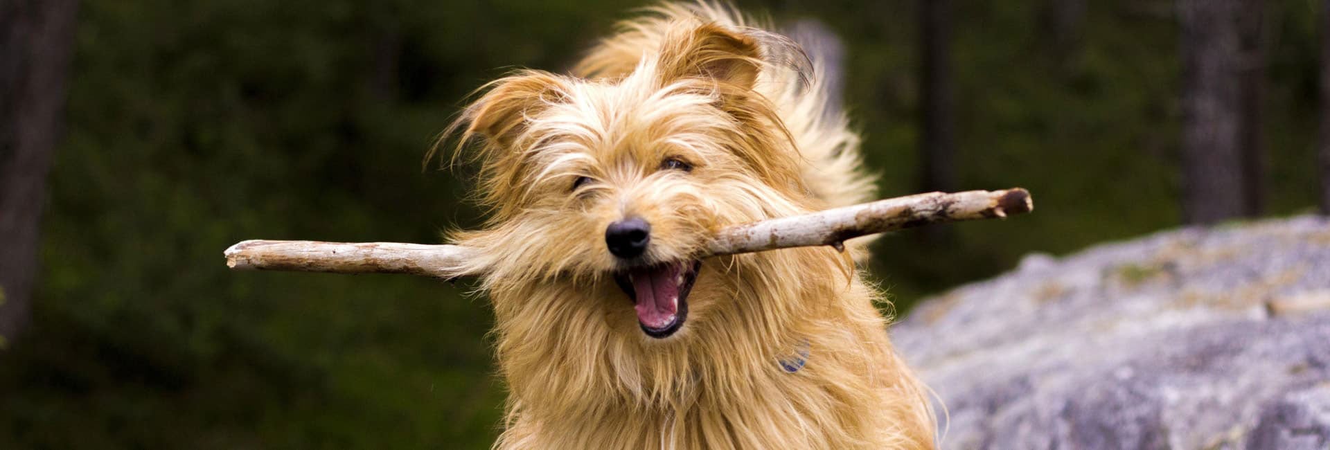 48 Hours: Dog-Friendly Weekend in Whistler - Western Living Magazine